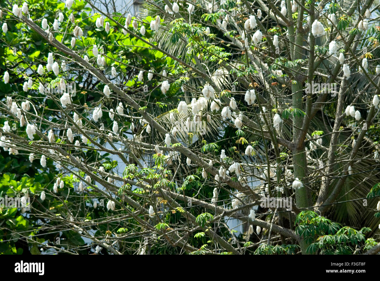 Tree savar hi-res stock photography and images - Alamy