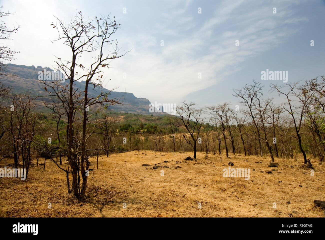 Mountains and forest in summer malshej ghat ; Maharashtra ; India Stock ...