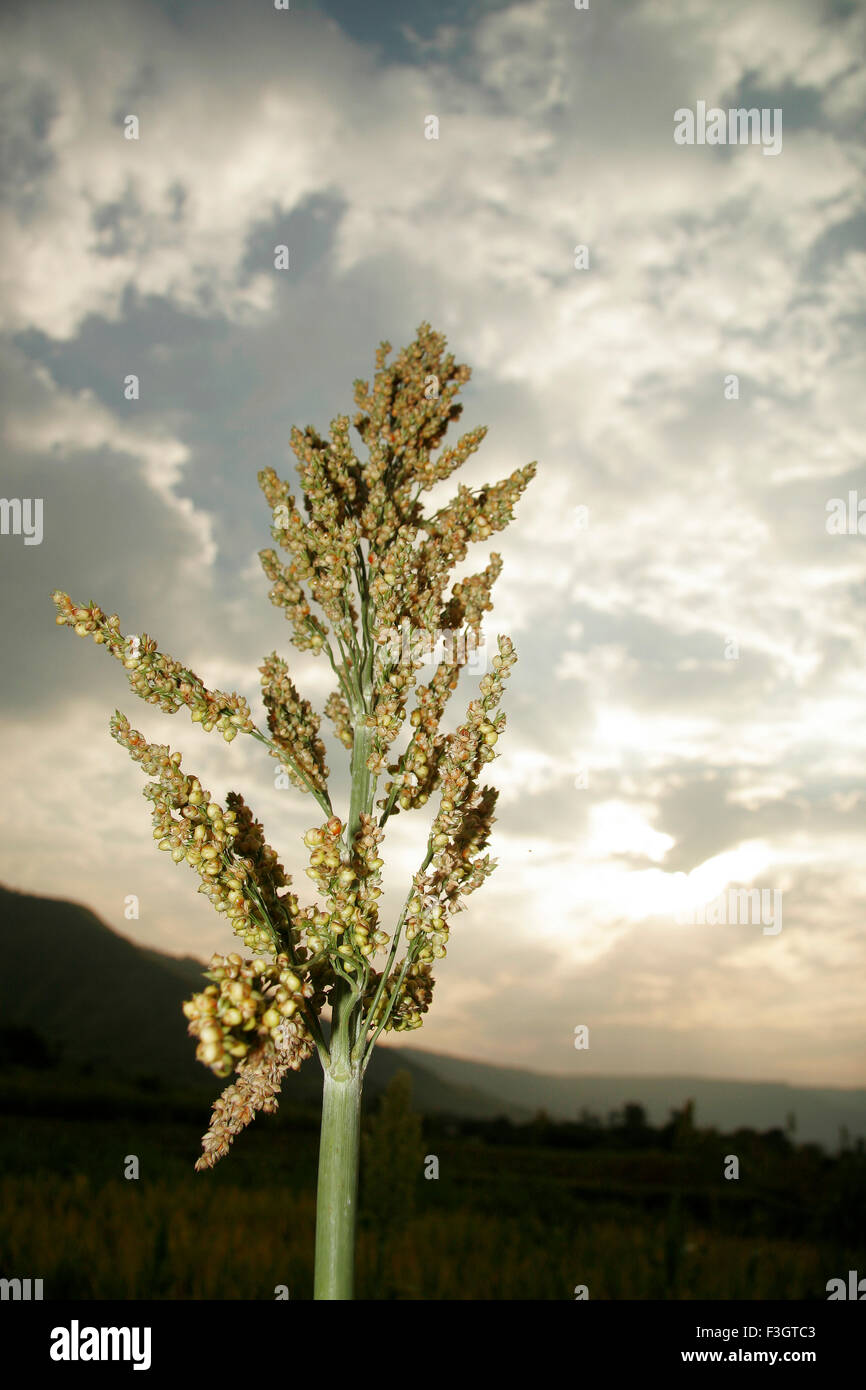 Jowar crop hi-res stock photography and images - Alamy