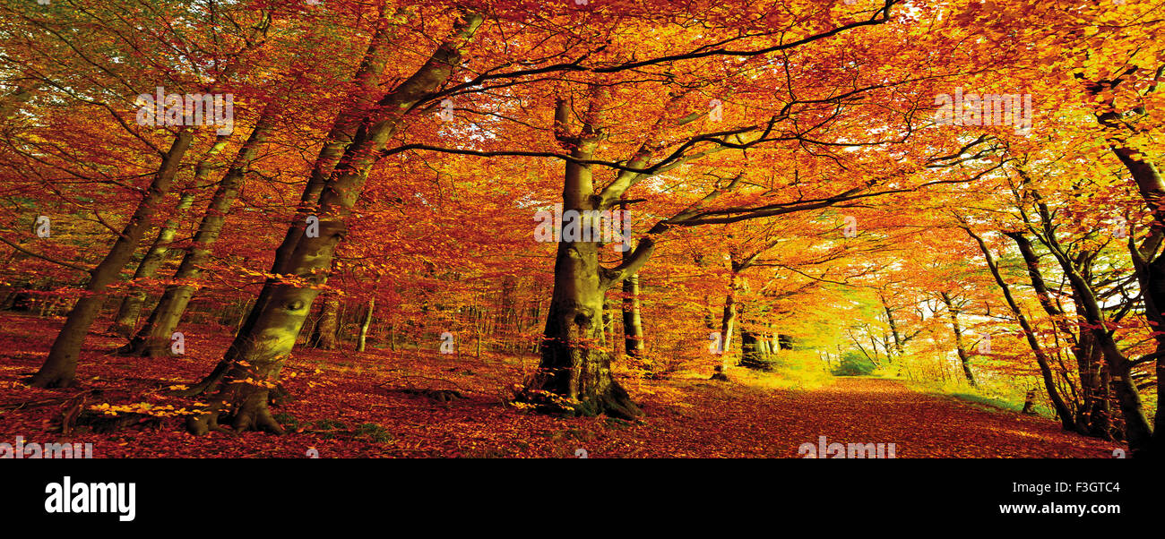 Forest trees dense walking hi-res stock photography and images - Alamy