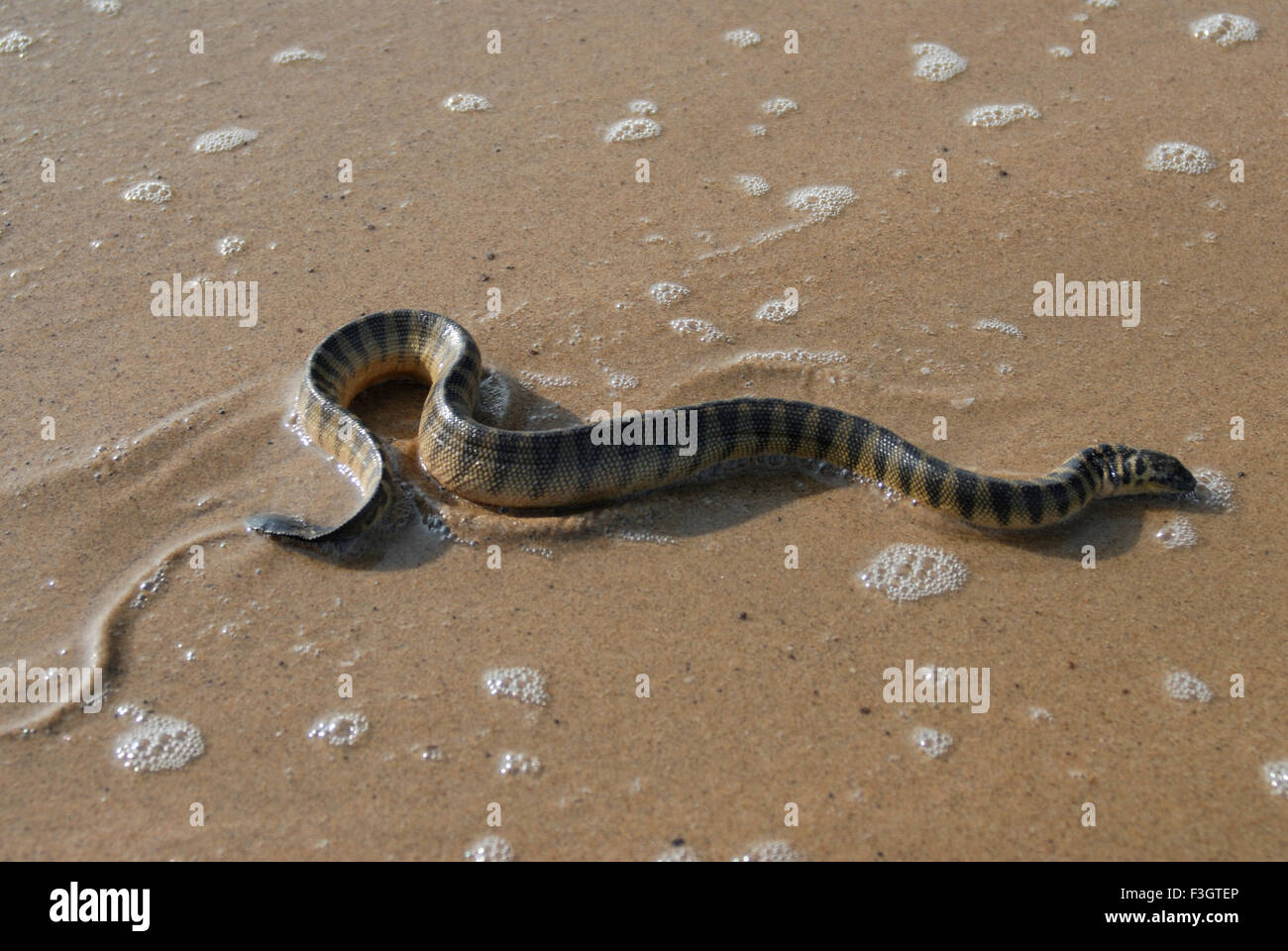 Reptiles Poisonous sea snake lapemis curtus at beach of Kunkeshwar ...