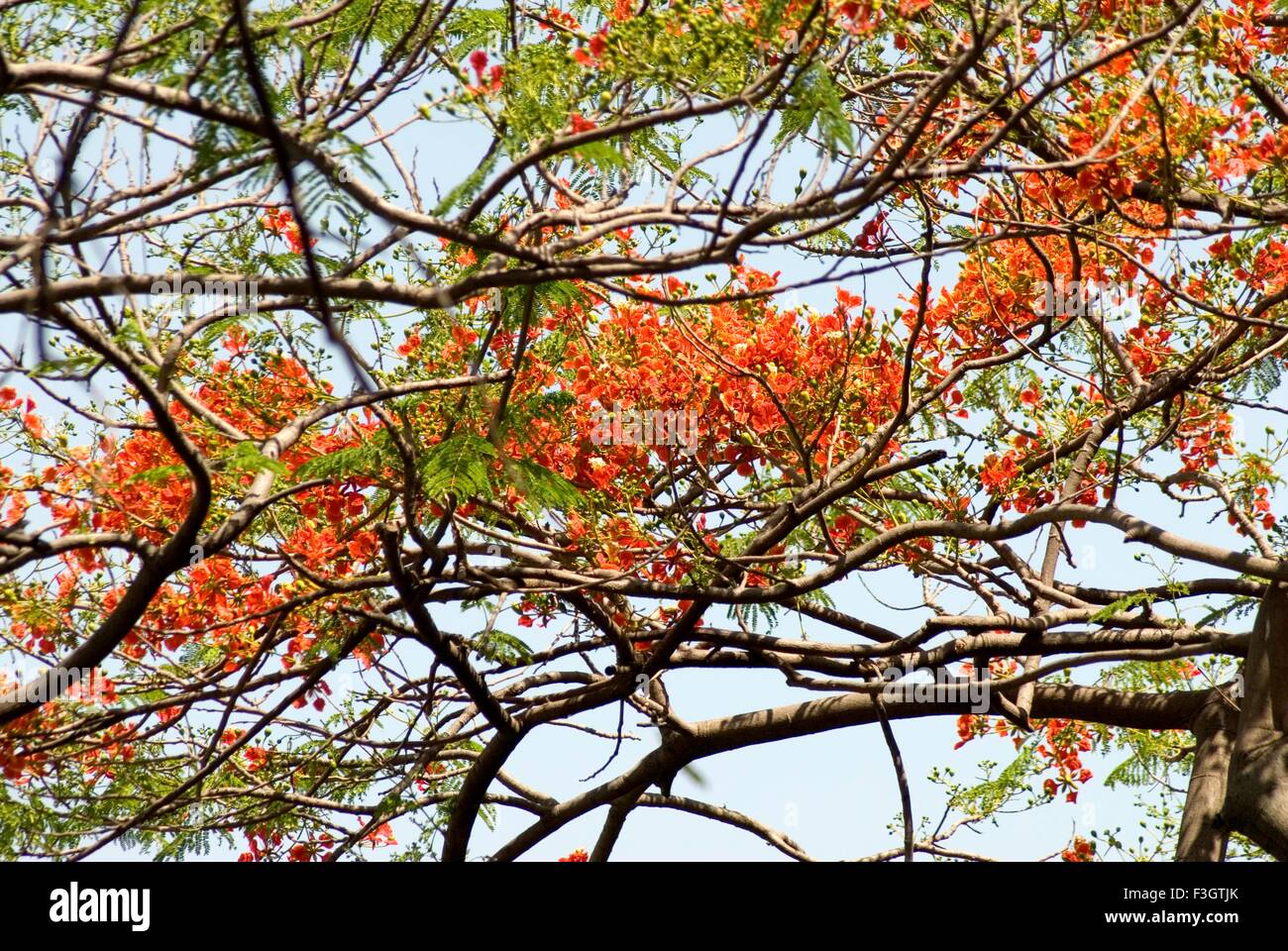Flower tree of gulmohar ; delonix regia ; caesalpiniaceae Stock Photo ...