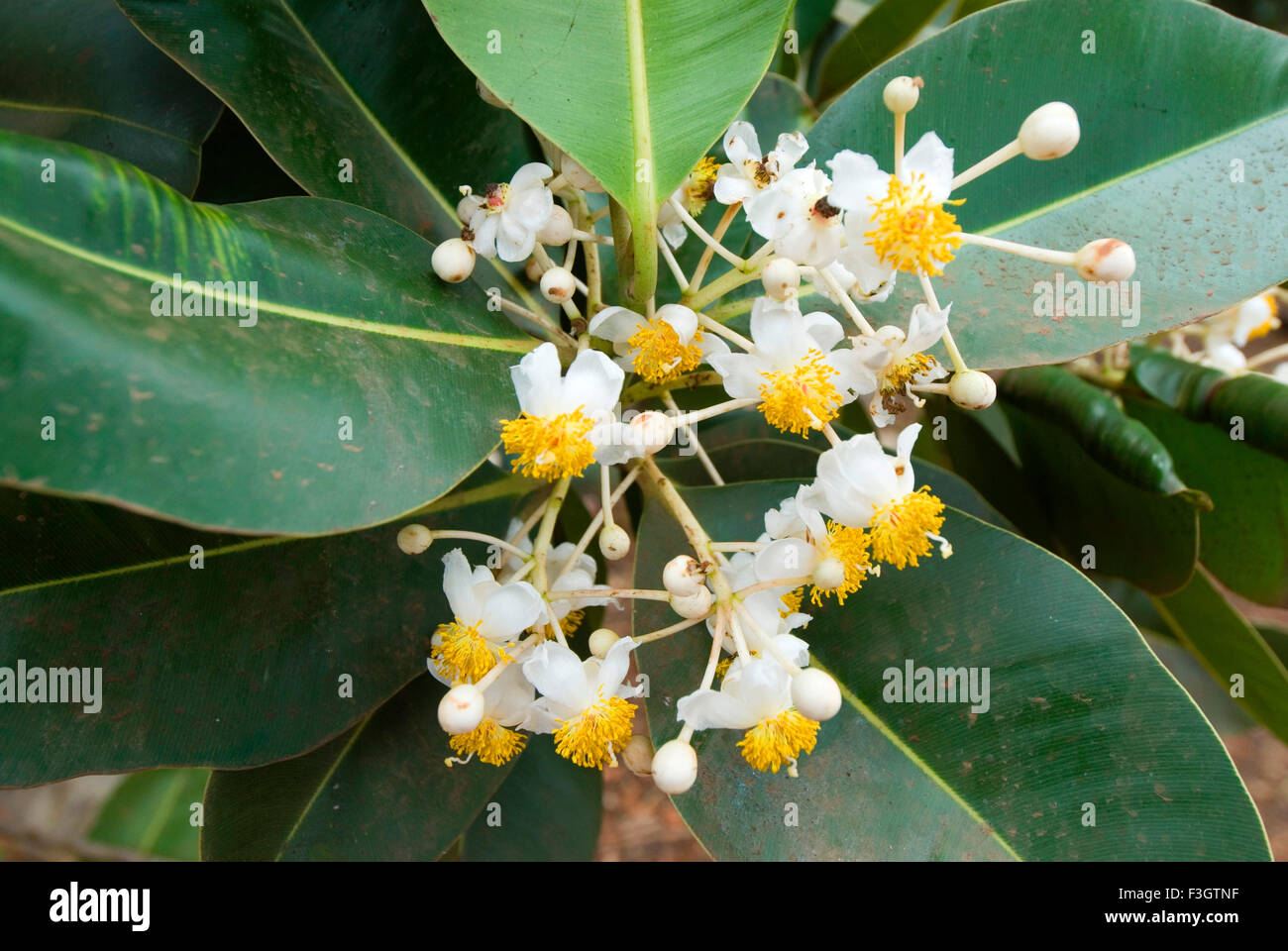 Calophyllum inophyllum hi-res stock photography and images - Alamy