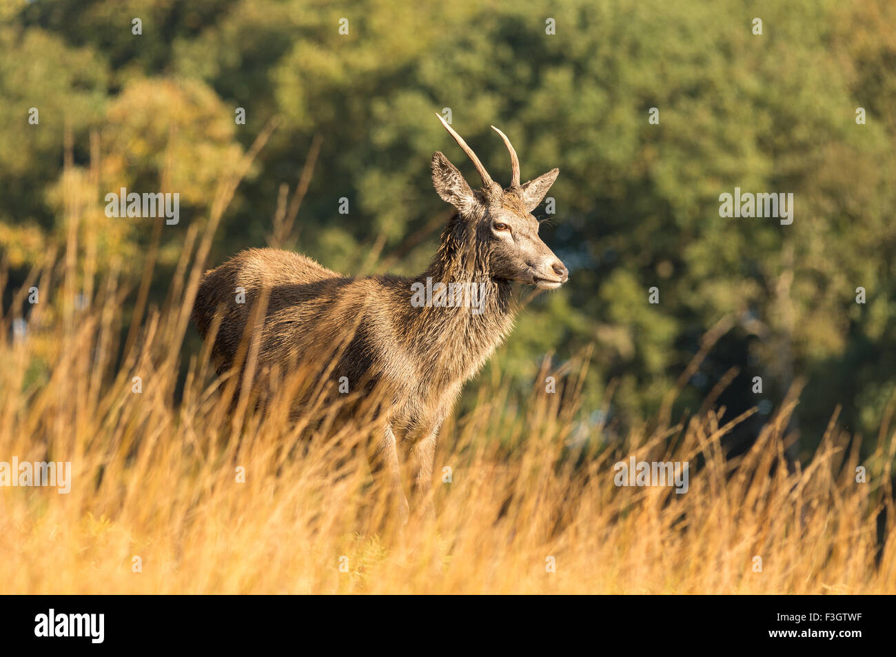Red deer wood hi-res stock photography and images - Alamy