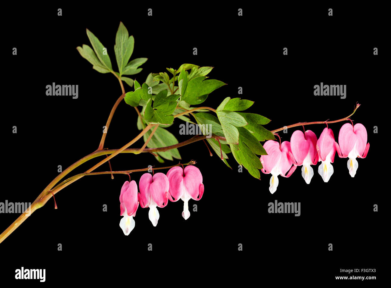 Black Bleeding Heart Flower