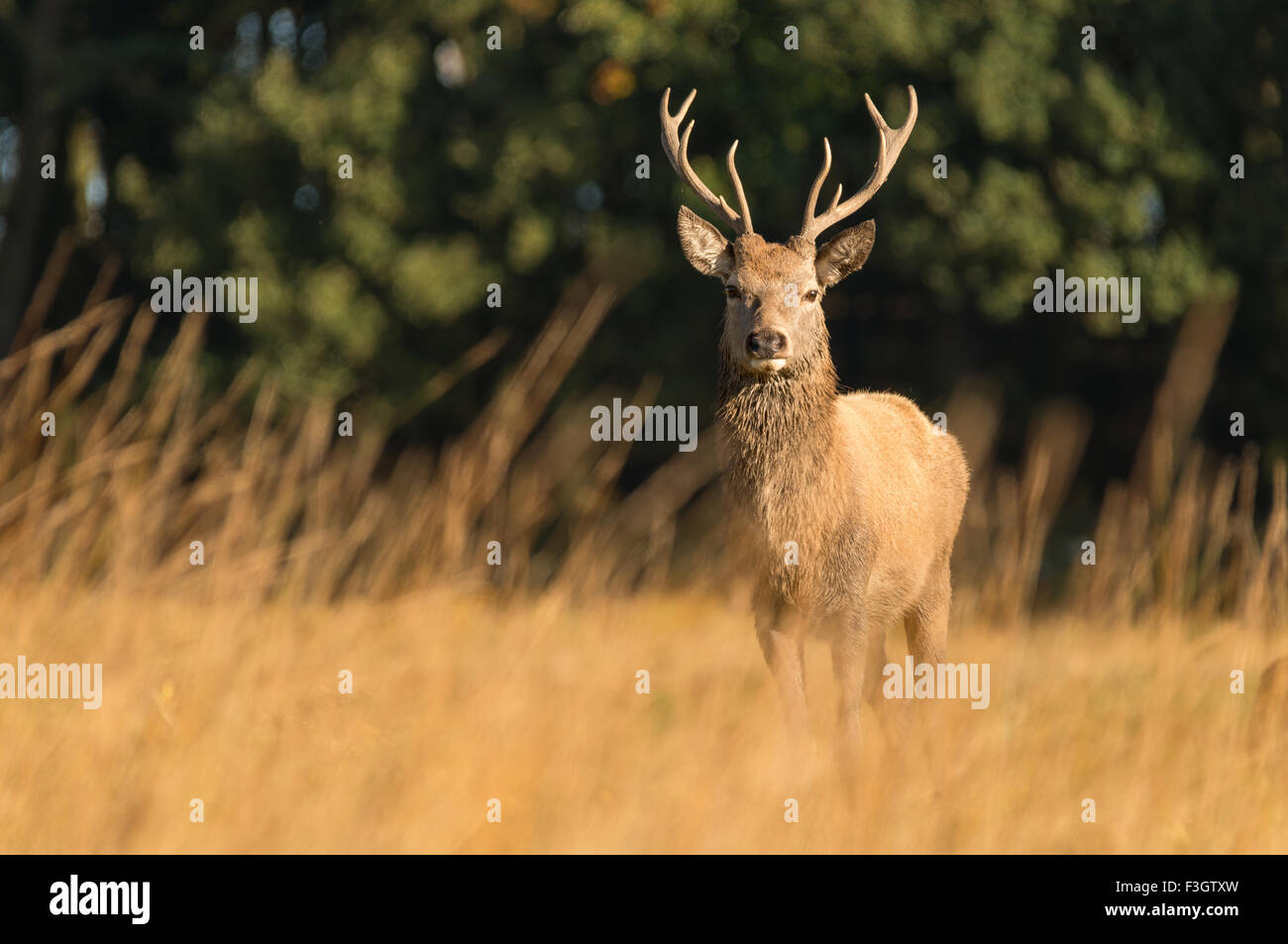 Stag in sun hi-res stock photography and images - Alamy
