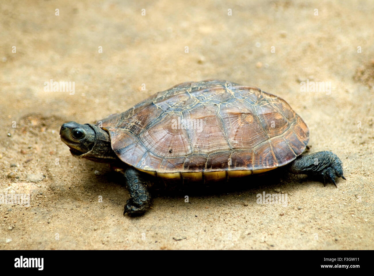 Tortoise shell color hi-res stock photography and images - Alamy