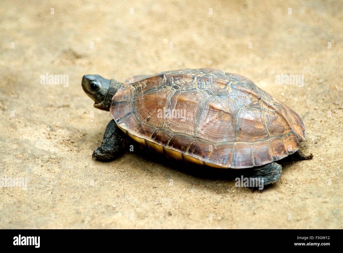 Indian Village Tortoise Village Des Tortues Du Var Is 1.600 Turtles To