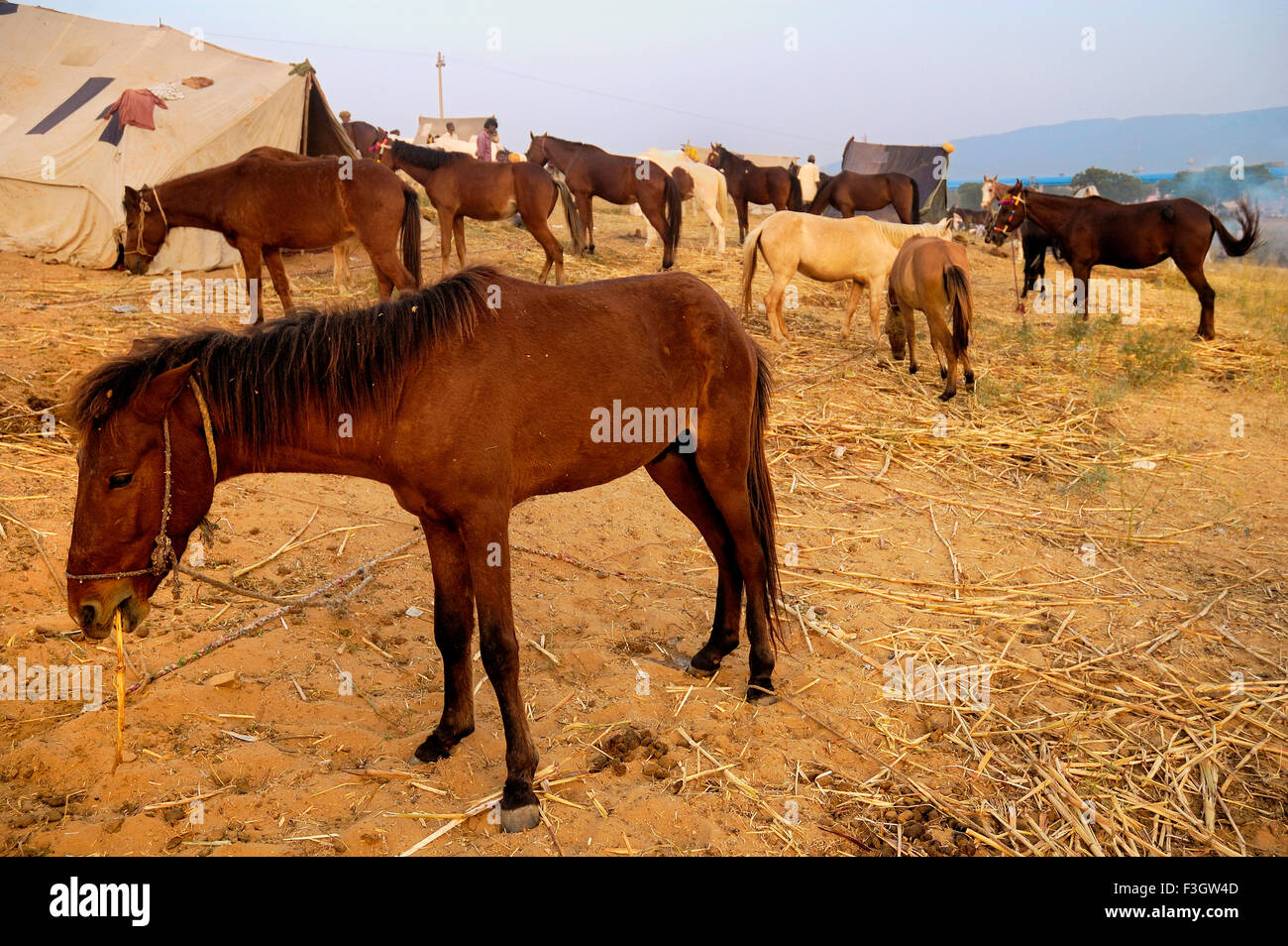 Group of horses at Pushkar cattle fair ; Pushkar ; Rajasthan ; India ...