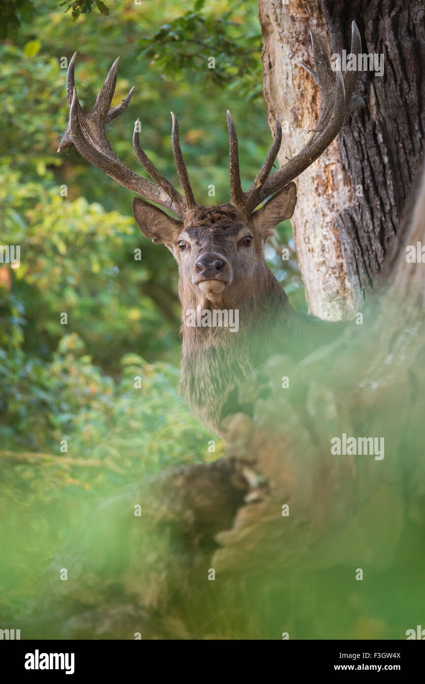 Stag oak tree hi-res stock photography and images - Alamy