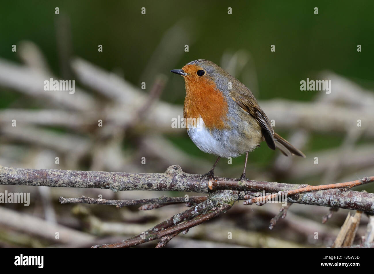Pile Of Sticks Garden High Resolution Stock Photography and Images - Alamy
