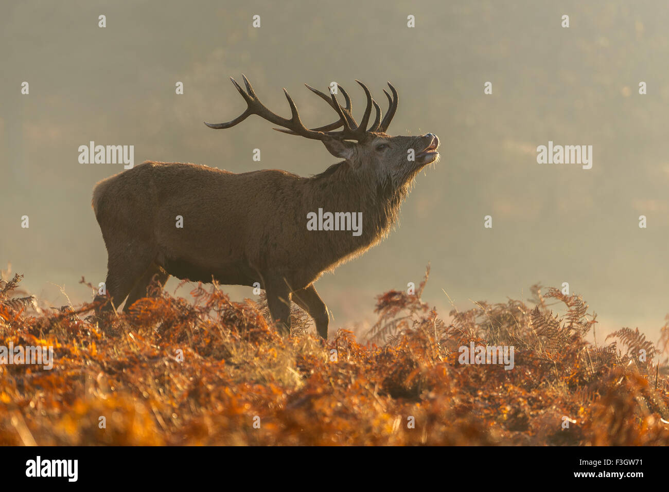 Bellowing hi-res stock photography and images - Alamy