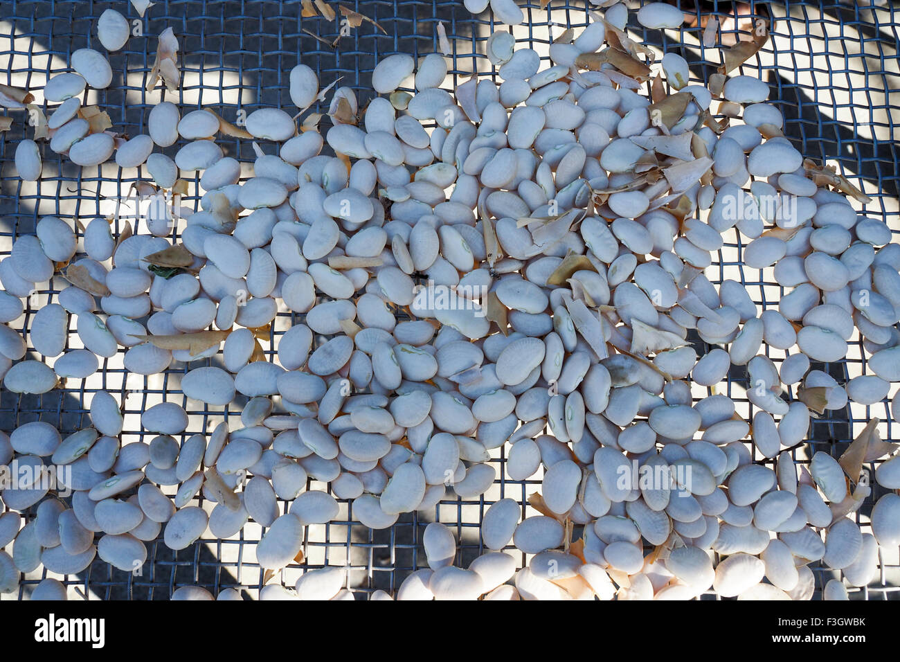 Dried lima beans on a metal mesh Stock Photo - Alamy
