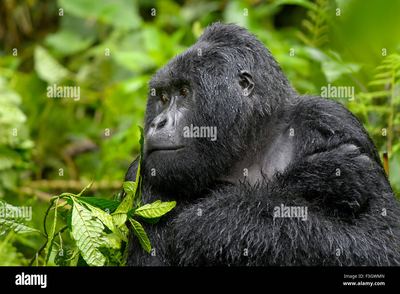 Mountain Gorilla (Gorilla gorilla beringei) large silverback male from ...