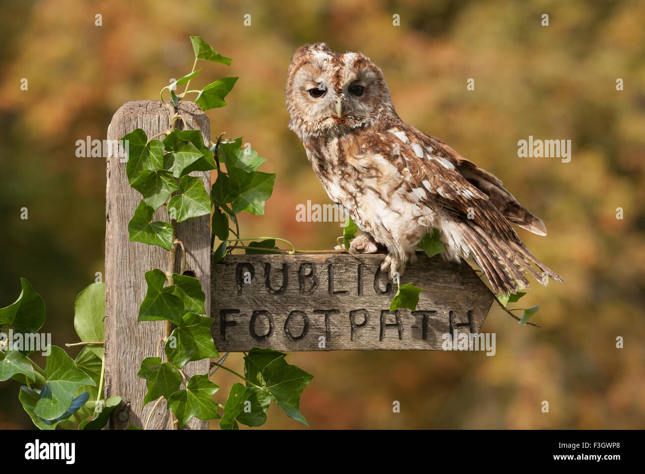 Tawny Owl (Strix aluco) on sign post Stock Photo - Alamy