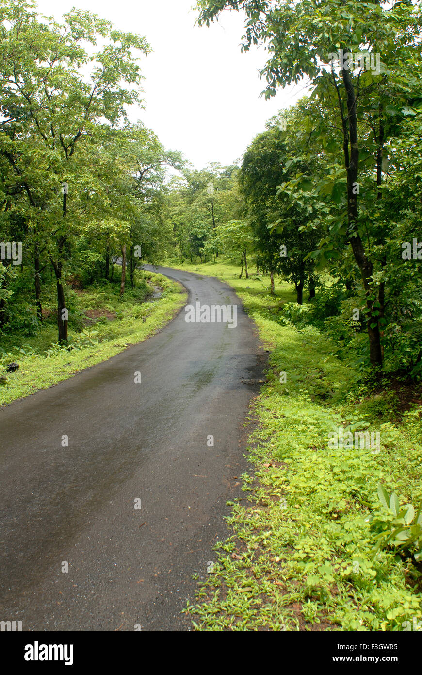 Greenery in monsoon on tansa lake road ; district Thane ; Maharashtra ...