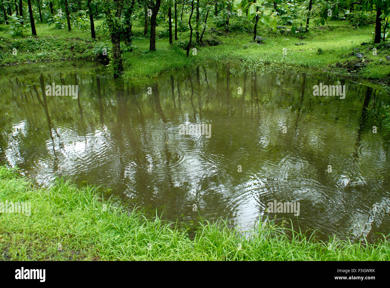 Ripples in the forest pond monsoon asangaon ; district Thane ...