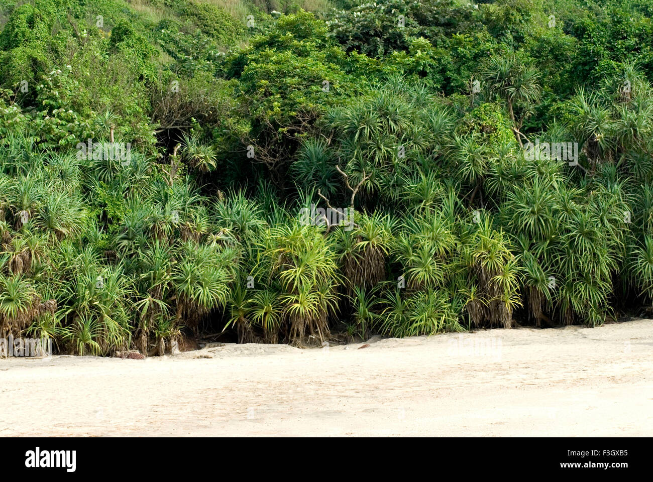 Screw pine bushes local name kevda Stock Photo - Alamy