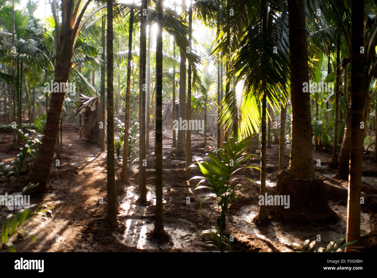 Morning rays in coconut trees and areca trees garden at Kelshi Village ...
