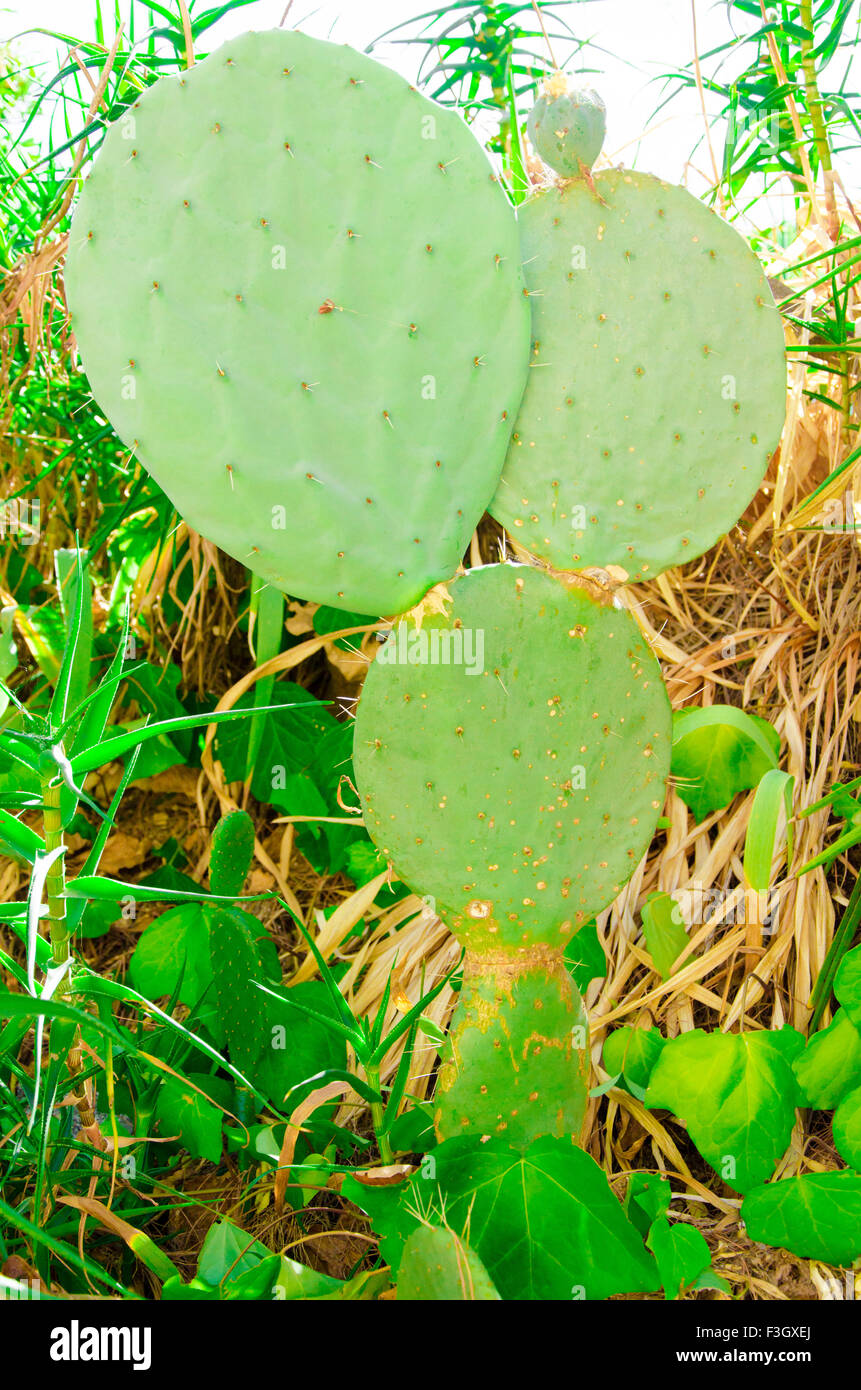 Green aloe cactus with many plants around Stock Photo - Alamy
