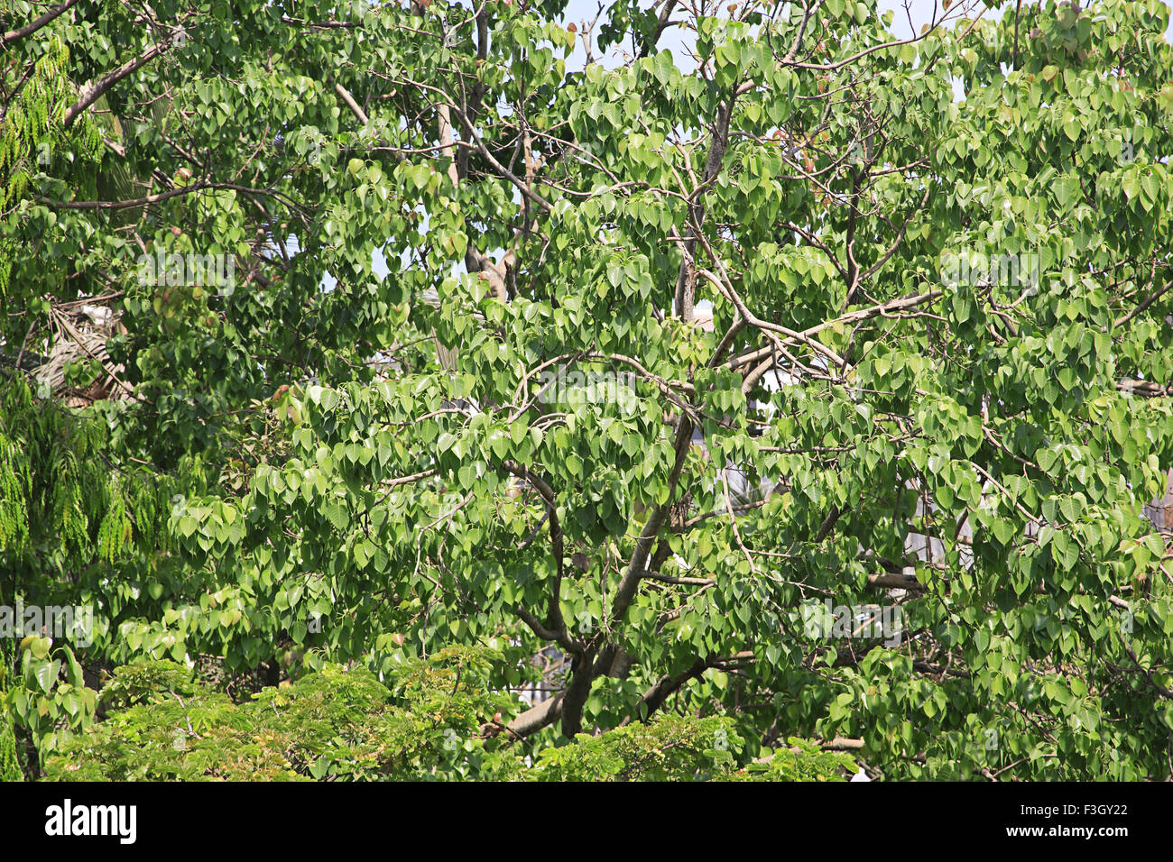 Pippal tree, peepal tree, Ficus religiosa, sacred fig, bodhi tree ...