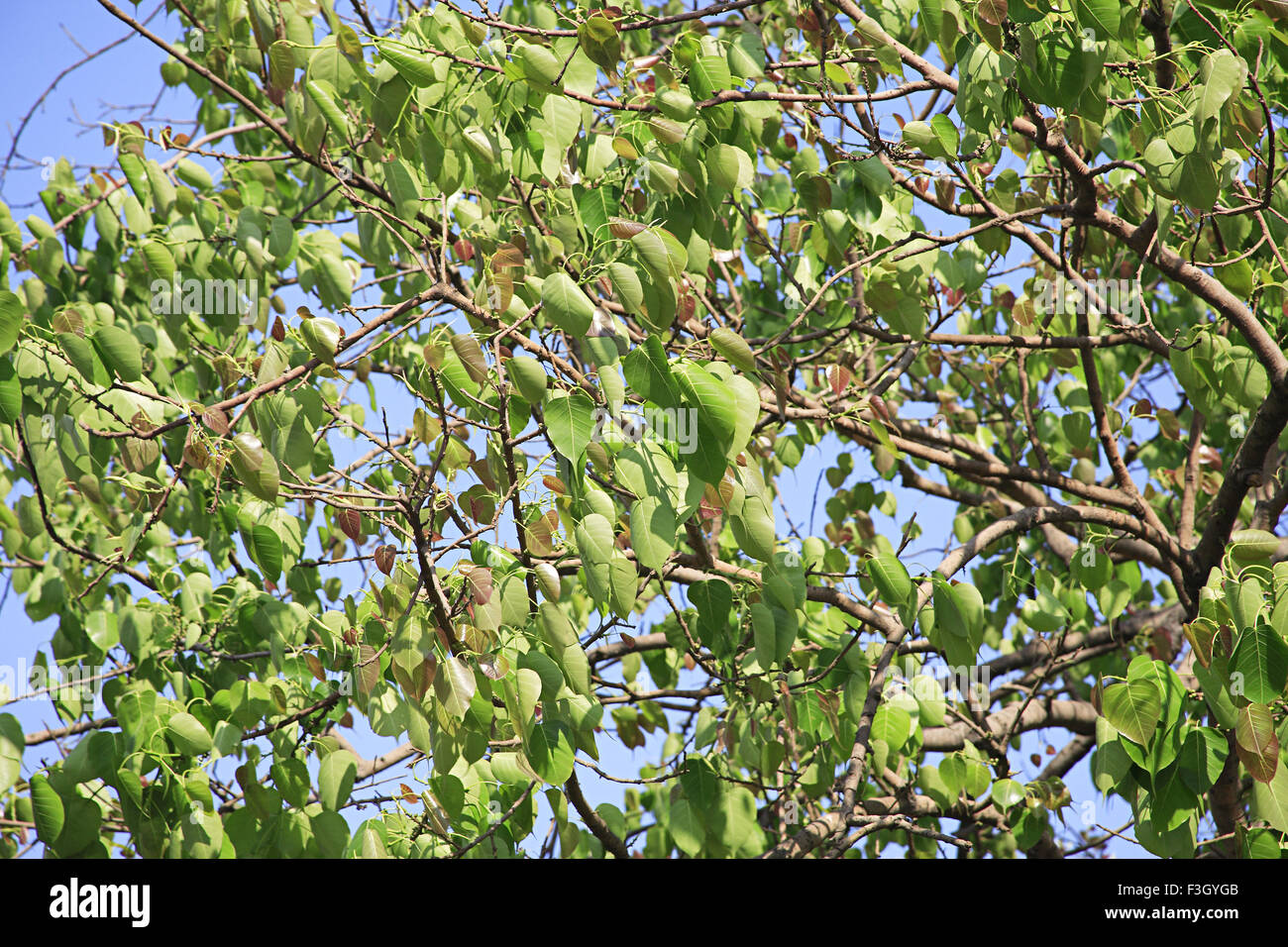 Pippal tree, peepal tree, Ficus religiosa, sacred fig, bodhi tree ...