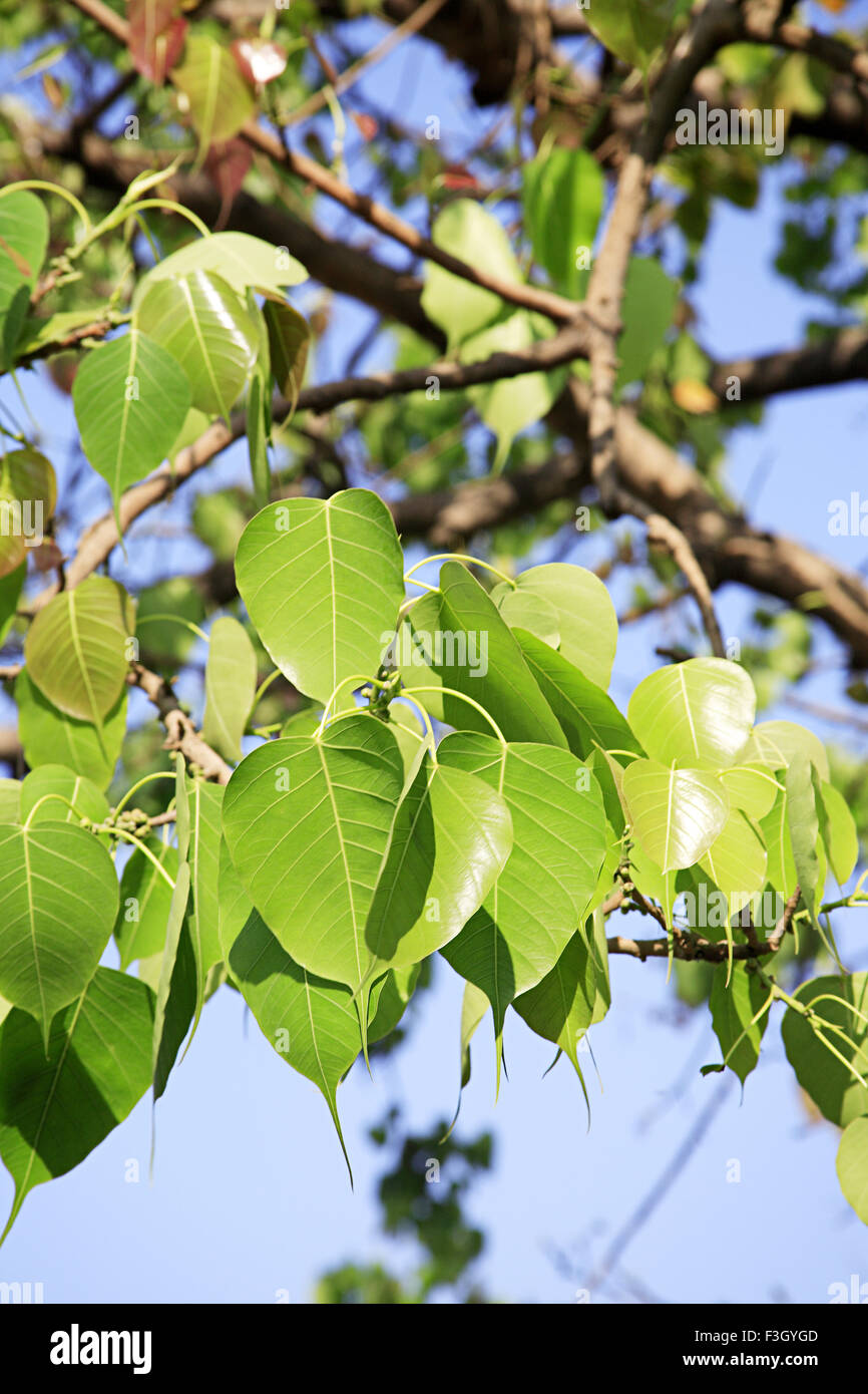 Pippal tree, peepal tree, Ficus religiosa, sacred fig, bodhi tree ...