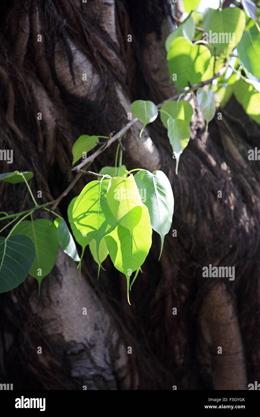 Pippal tree, peepal tree, Ficus religiosa, sacred fig, bodhi tree ...