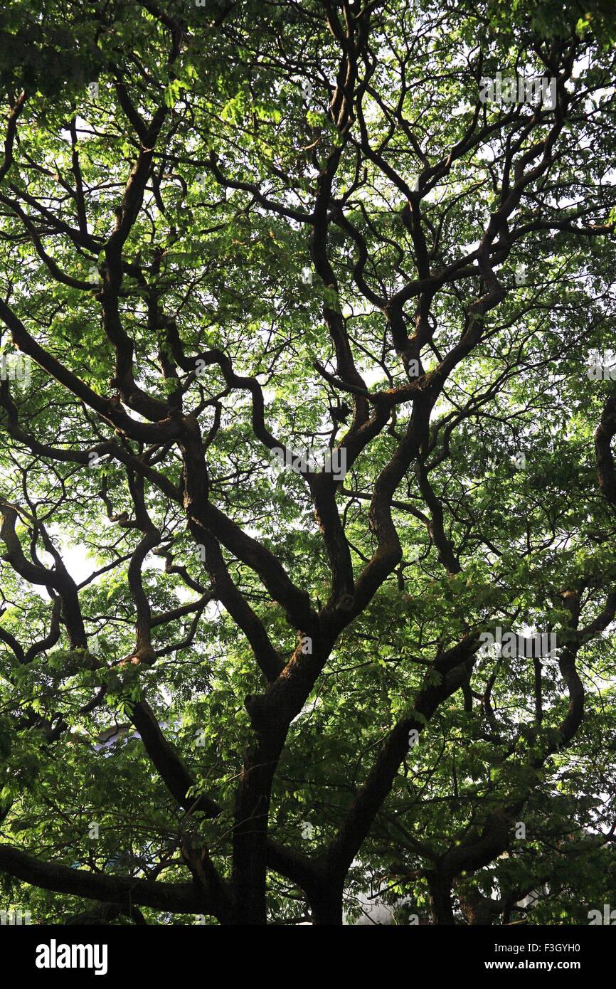 Vertical tree lines hi-res stock photography and images - Alamy