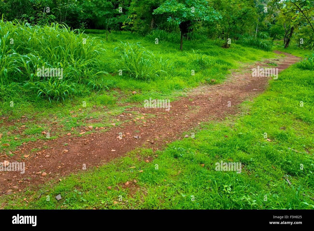 Forest footway path between green grass ; Sanjay Gandhi National Park ...