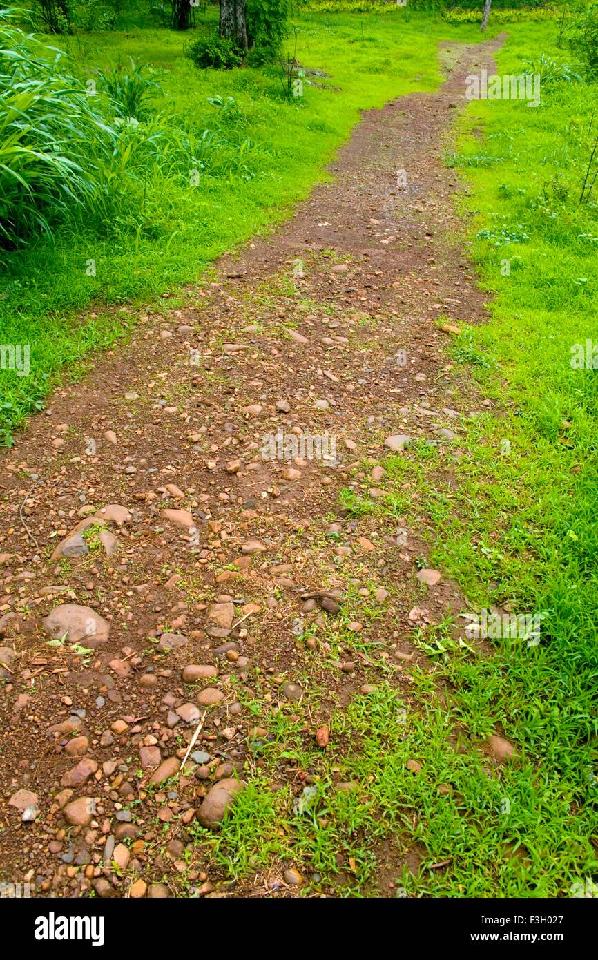 Forest footway path between green grass ; Sanjay Gandhi National Park ...