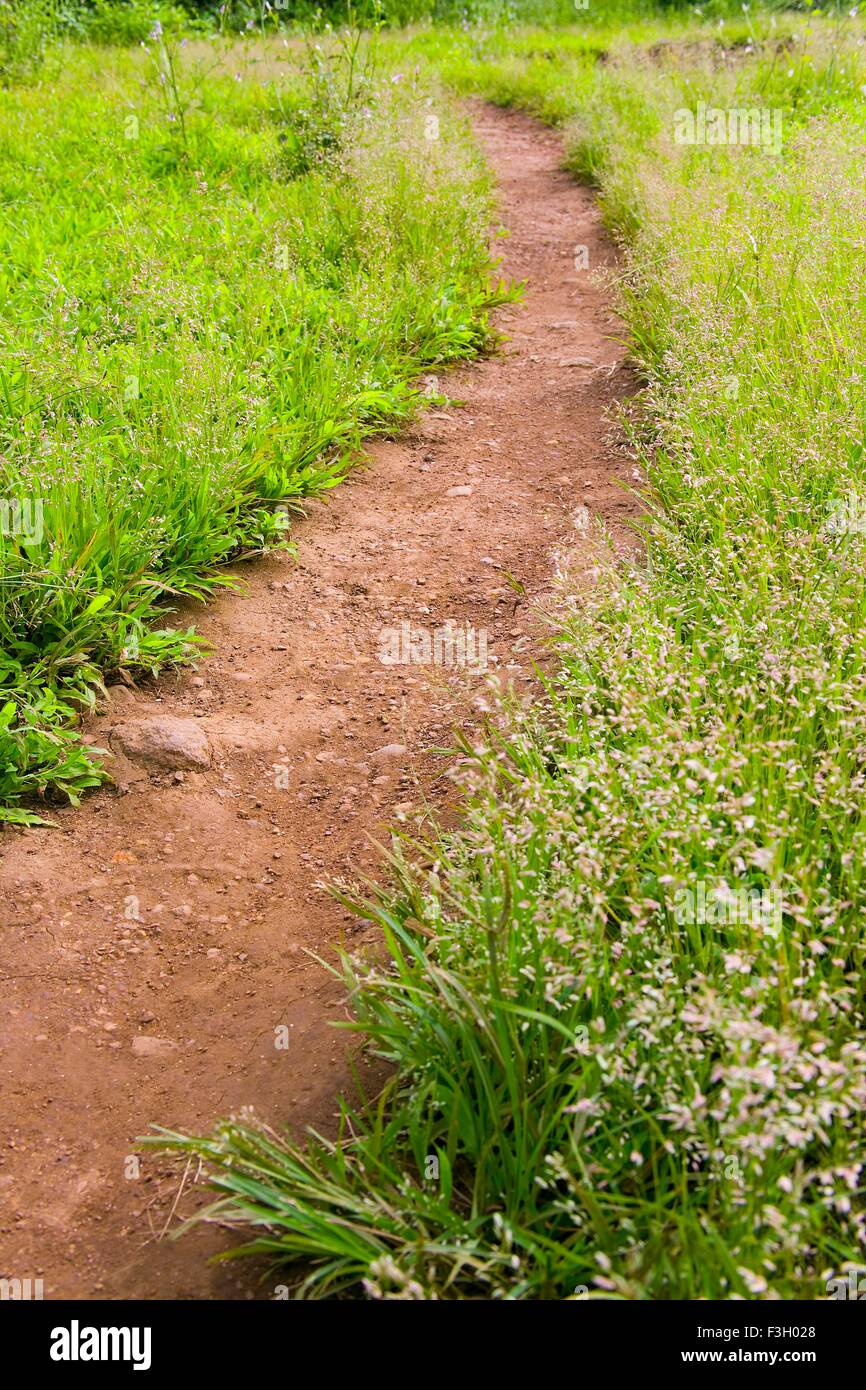Footway ; mud path with greenery ; Sanjay Gandhi National Park ...