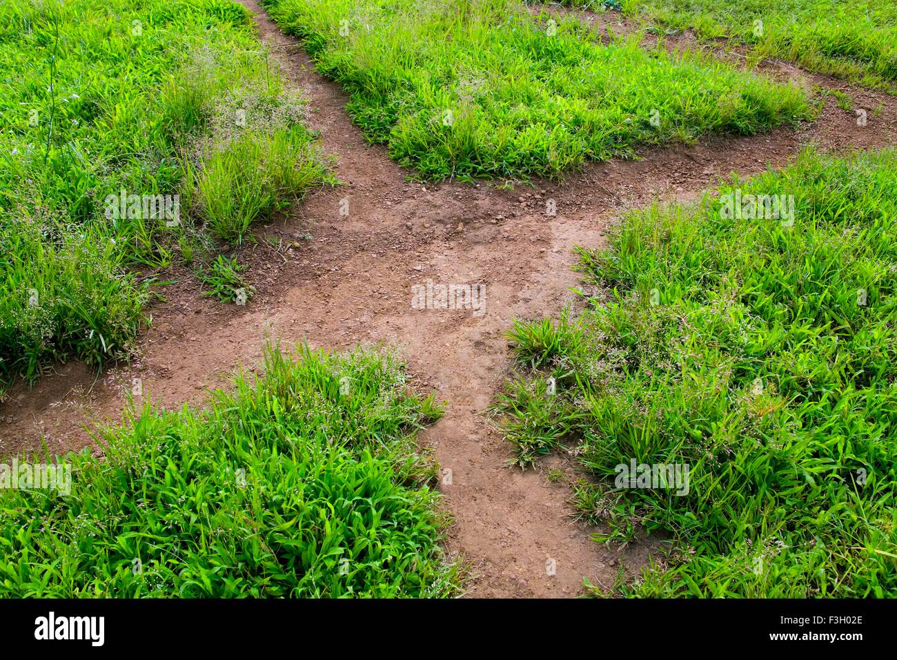 Footway four way ; mud path with greenery ; Sanjay Gandhi National Park ...