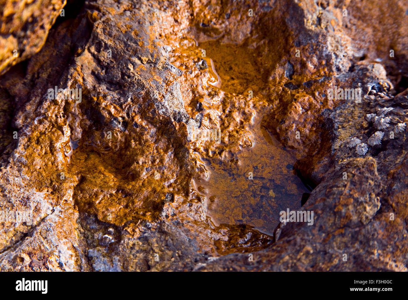 Rock background at Aksa beach ; Bombay Mumbai ; Maharashtra ; India ...