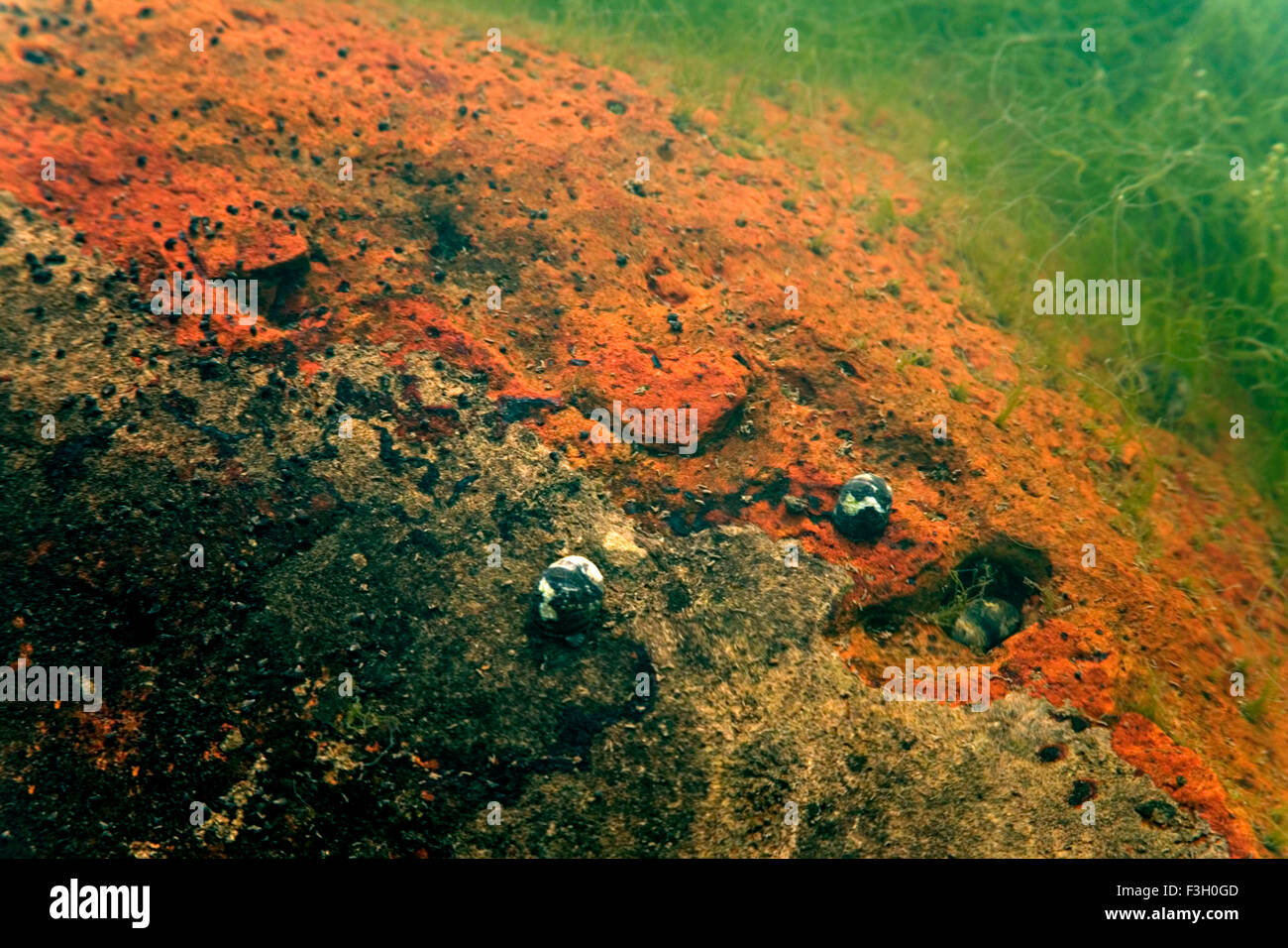 Rock background at Aksa beach ; Bombay Mumbai ; Maharashtra ; India ...