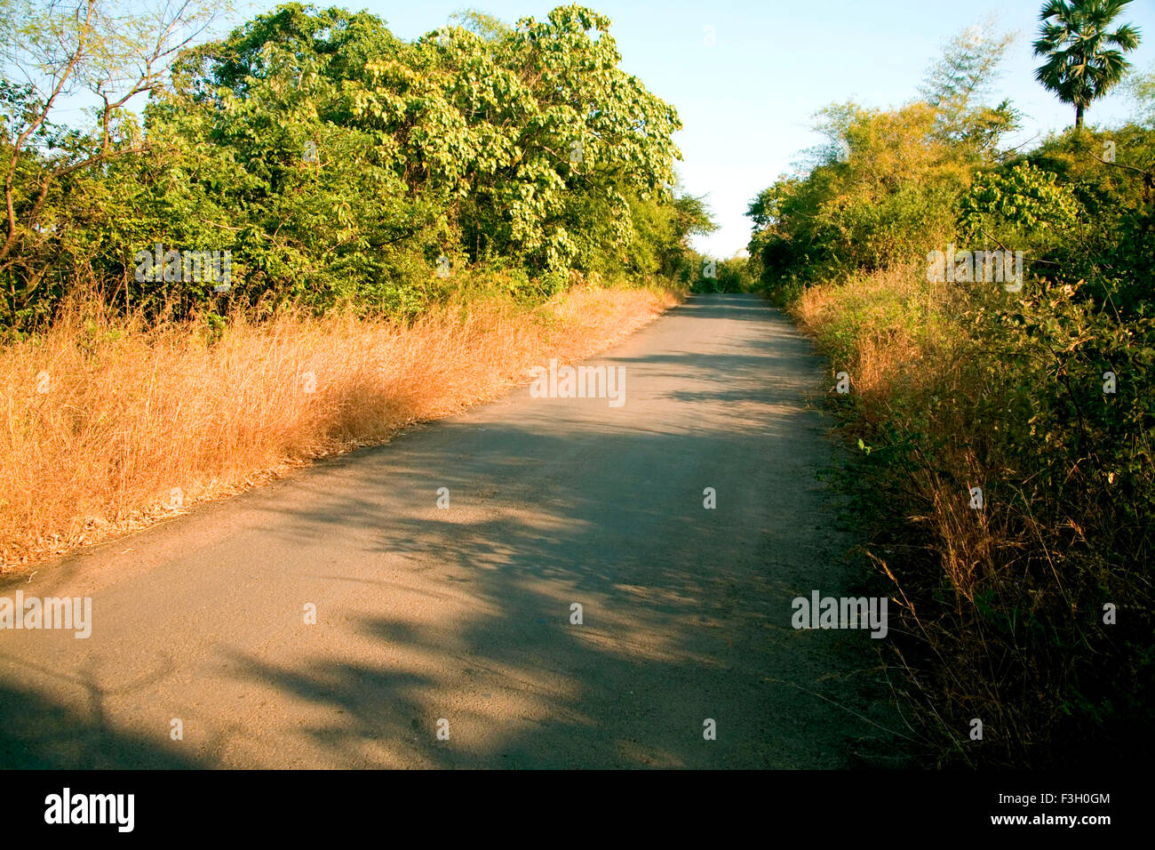 Forest Footway ; Sanjay Gandhi National Park ; Borivali ; Bombay Mumbai ...