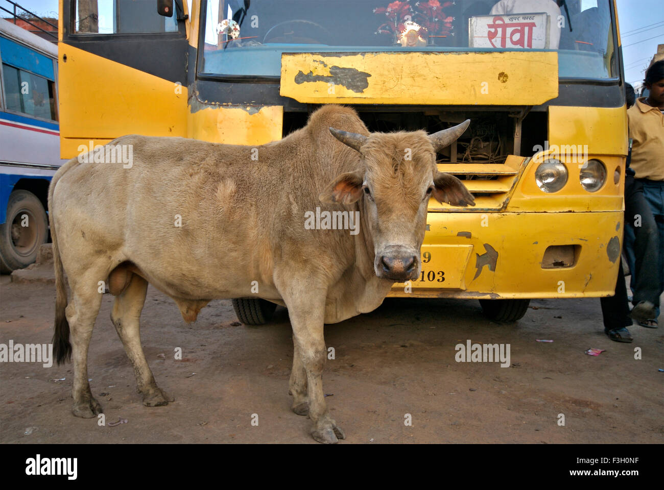 Cow and bus in background at Rewa Bus Stop ; Madhya Pradesh ; India ...