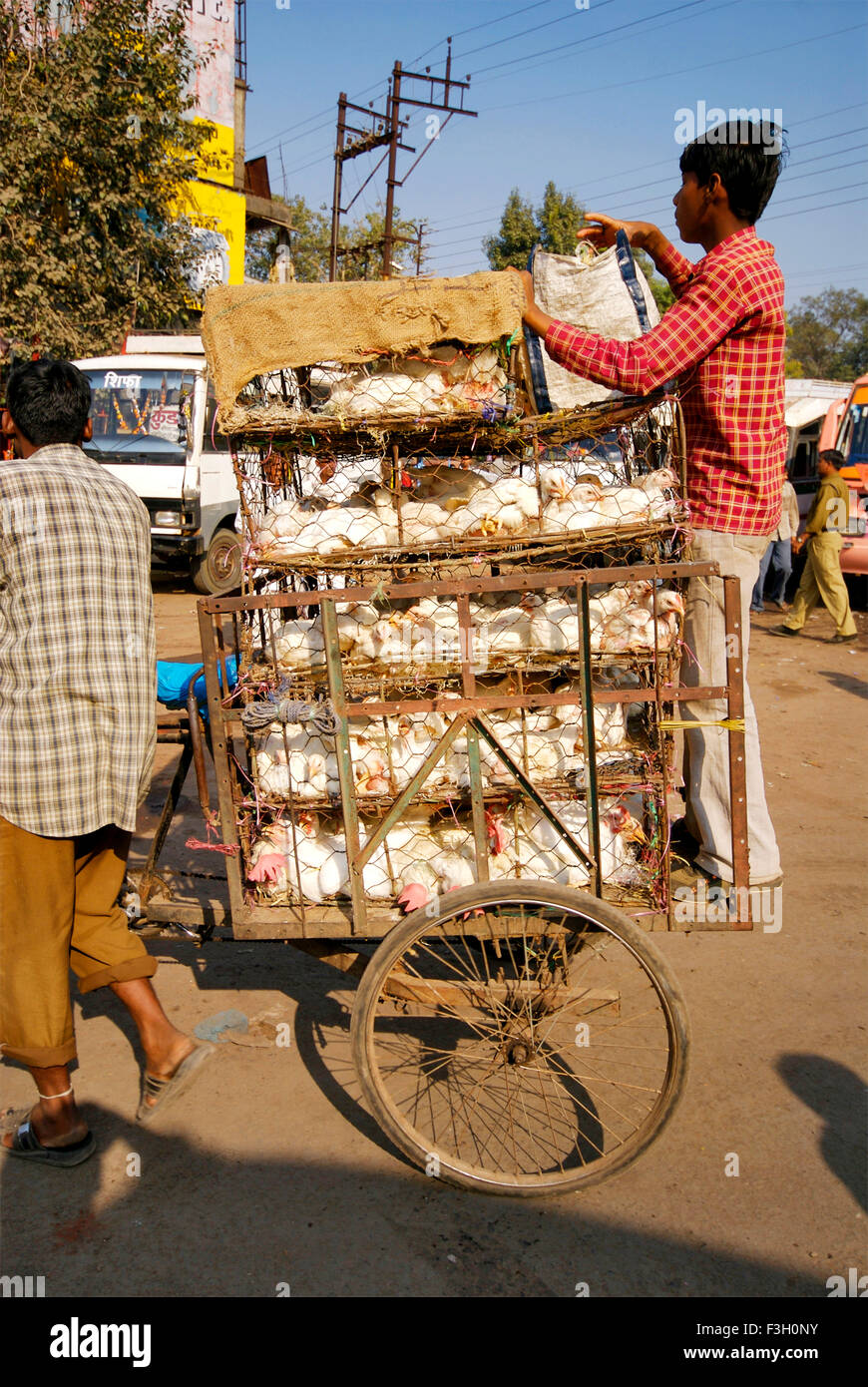 Livestock chicken carried in Cycle rickshaw ; Jabalpur ; Madhya Pradesh ...