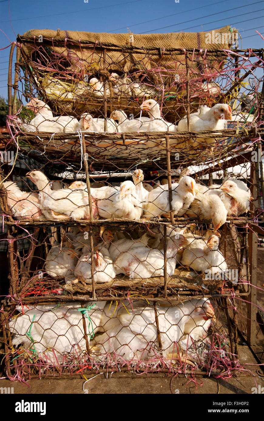 Livestock chicken carried in Cycle rickshaw ; Jabalpur ; Madhya Pradesh ...