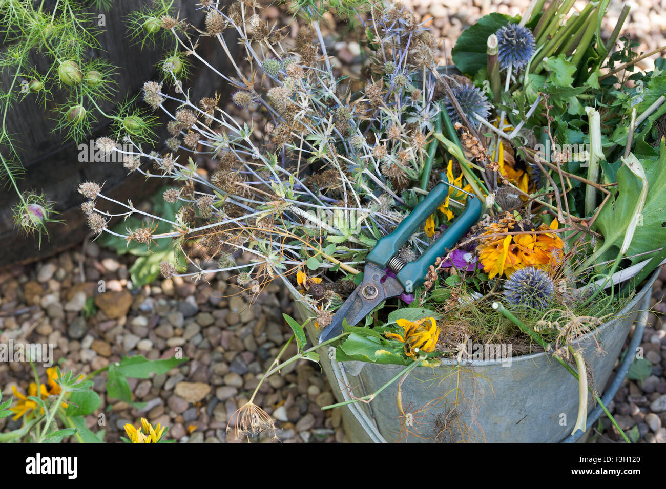 Metal bucket full of garden waste after clearing flowers in the garden ...