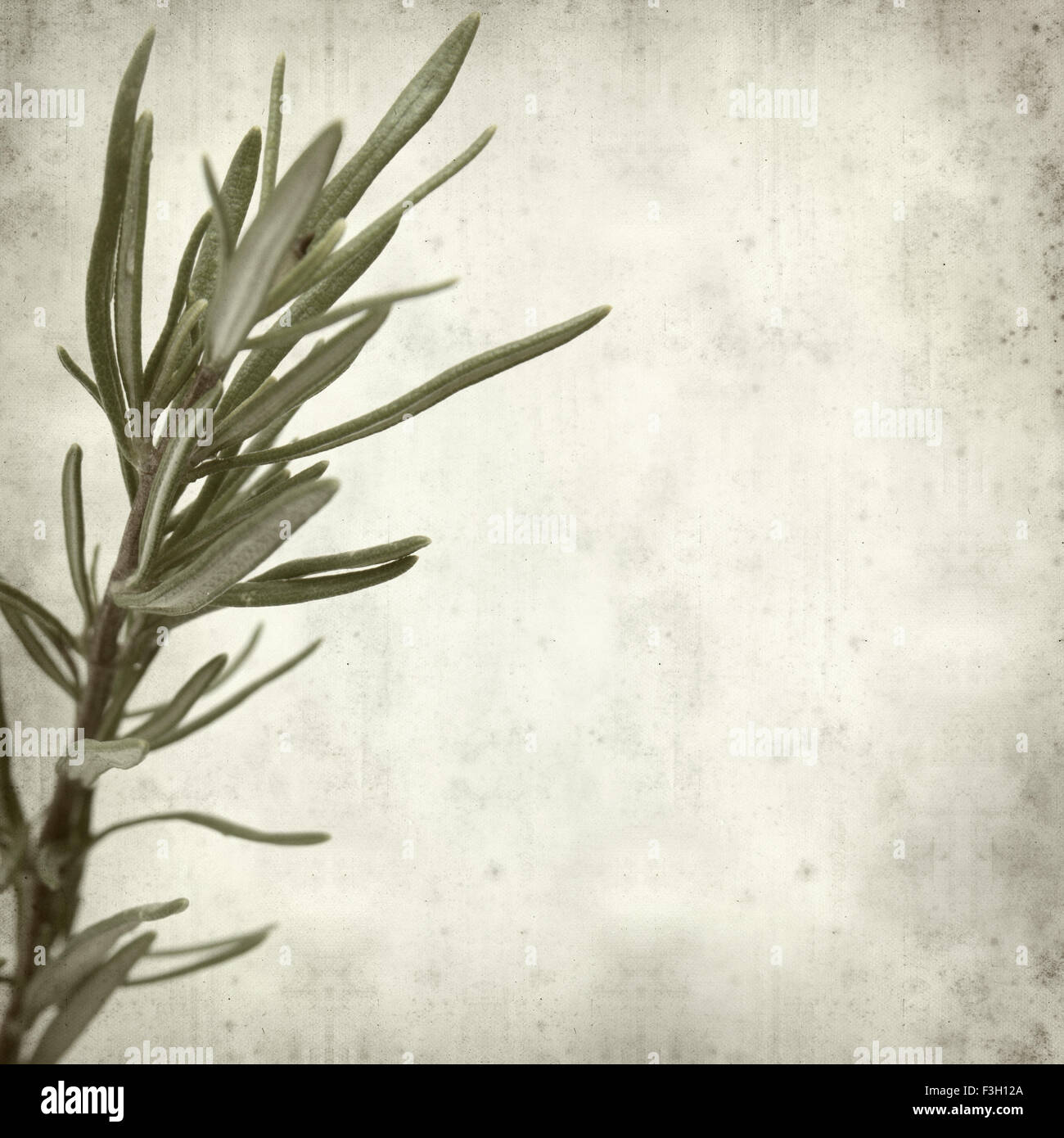 textured old paper background with rosemary twig Stock Photo - Alamy