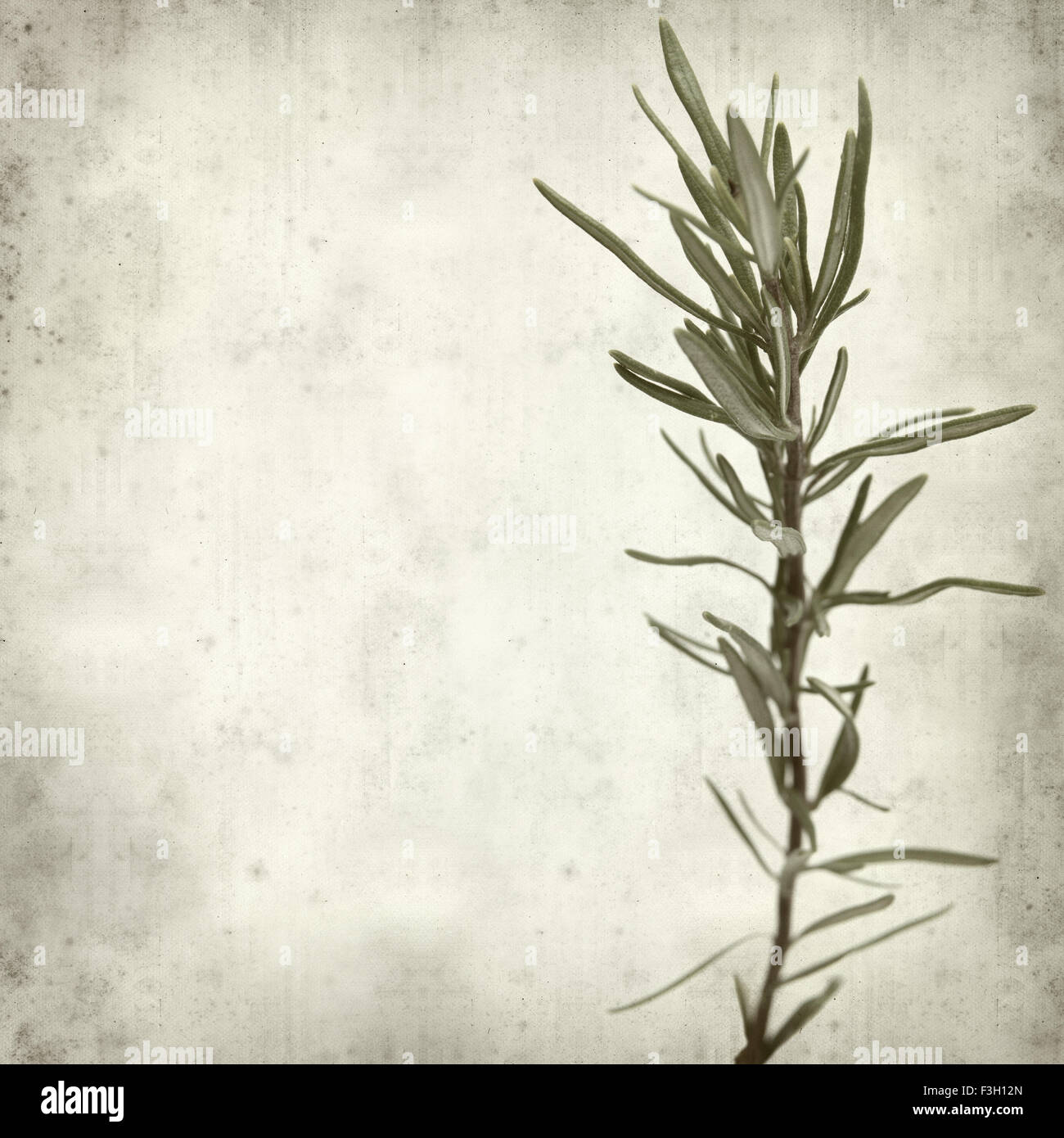 textured old paper background with rosemary twig Stock Photo - Alamy