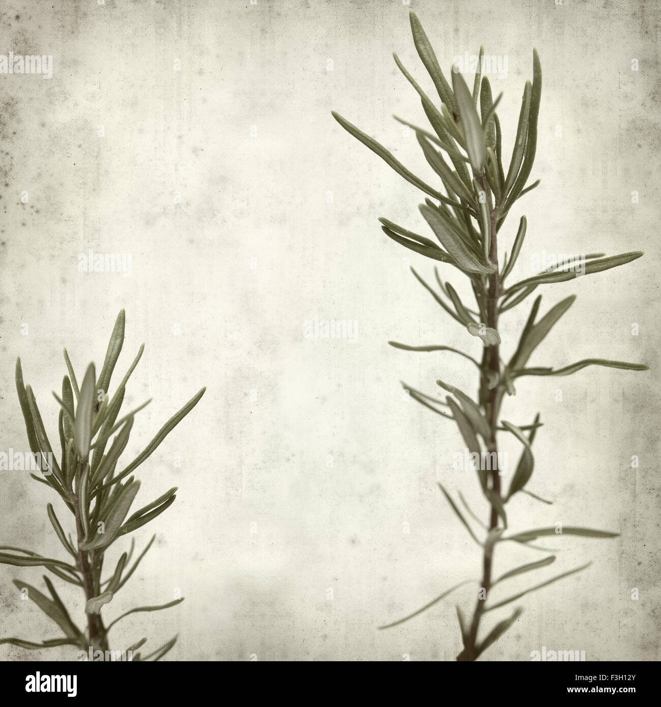 textured old paper background with rosemary twig Stock Photo - Alamy