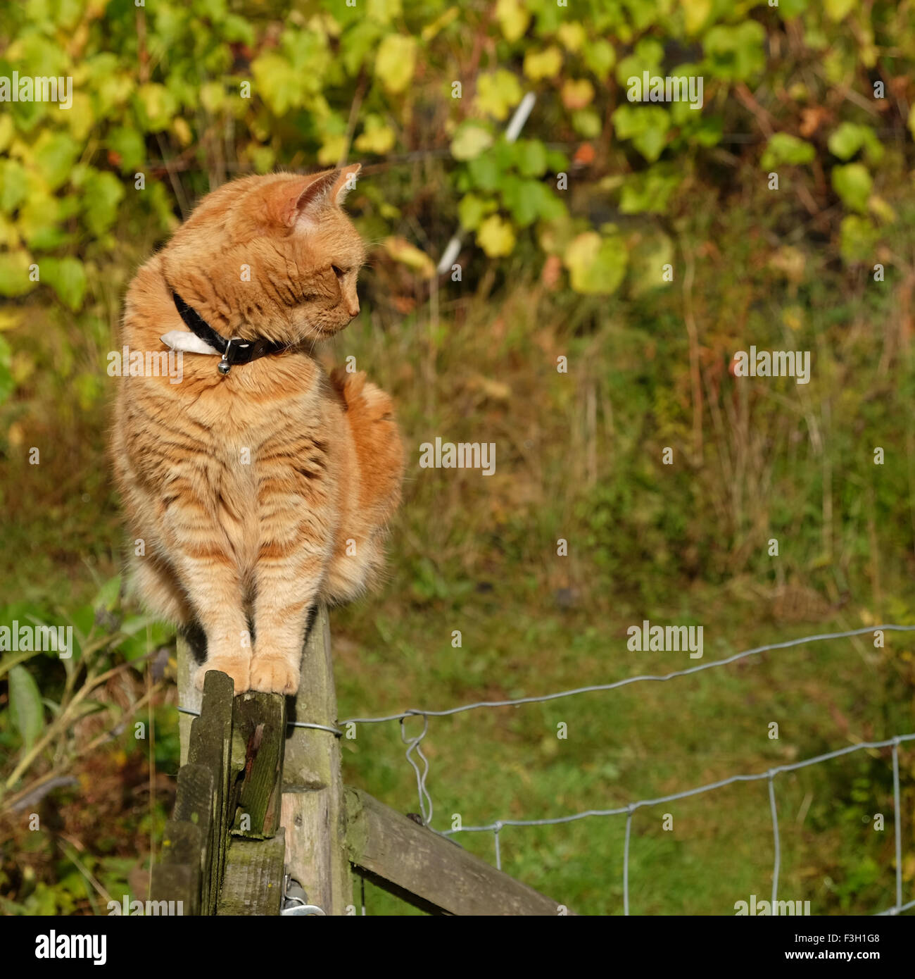 Ginger pet cat sat on top of a garden fence watching UK Stock Photo - Alamy