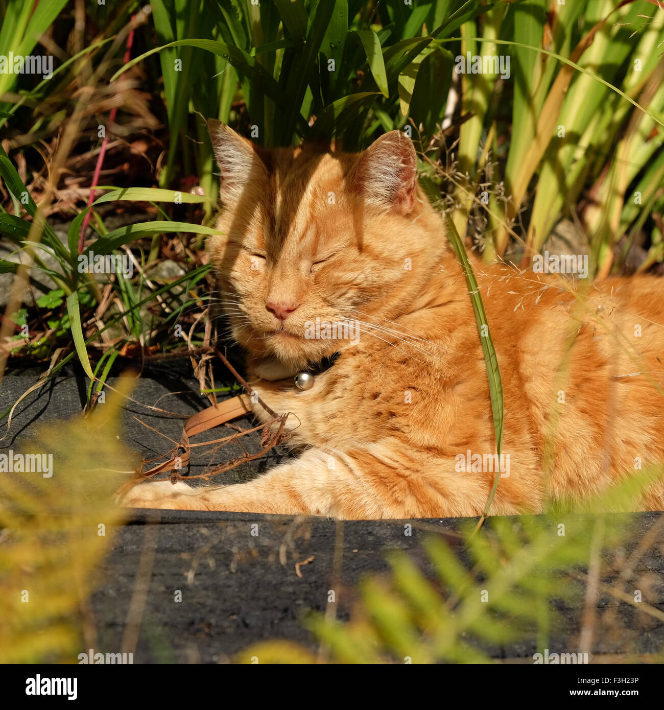 Sleeping ginger domestic cat hi-res stock photography and images - Alamy