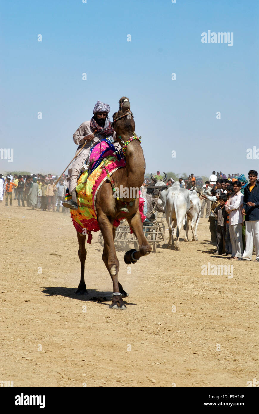 Camel ride ; Shivratri fair ; Kutch ; Gujarat ; India Stock Photo - Alamy