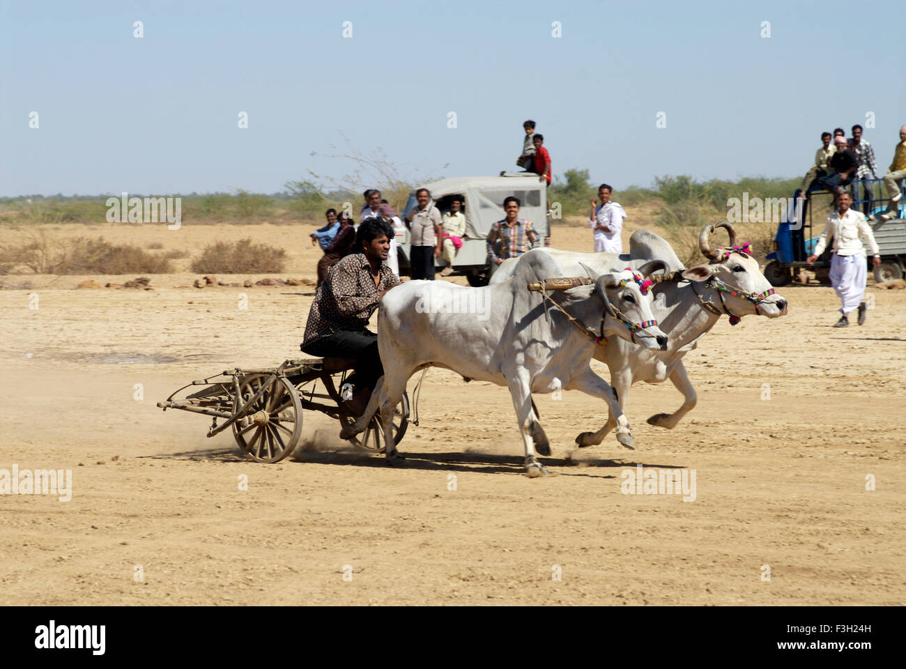 A bullock cart race at Shivratri fair ; Kutch ; Gujarat ; India Stock ...