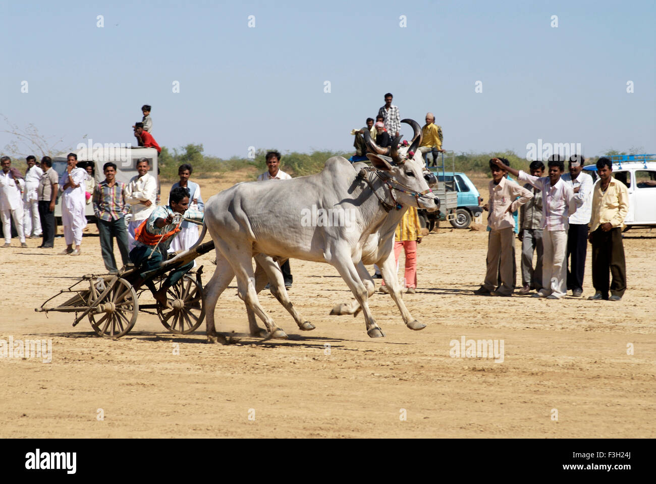 A bullock cart race at Shivratri fair ; Kutch ; Gujarat ; India Stock ...