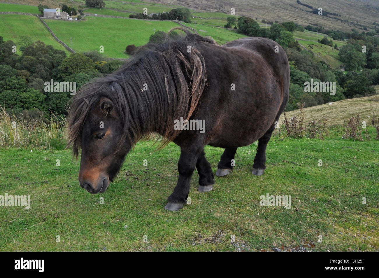 Dales pony uk hi-res stock photography and images - Alamy