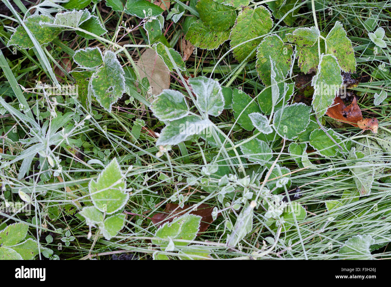 Frozen garden details hi-res stock photography and images - Alamy